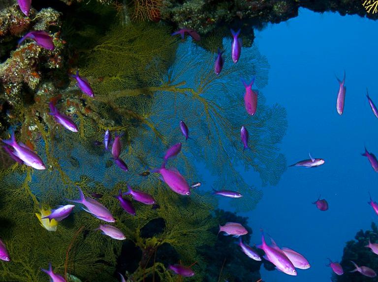 Discover Osprey Reef: A Diver's Paradise in the Coral Sea