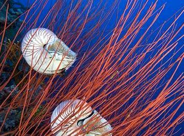 Discover Osprey Reef: A Diver's Paradise in the Coral Sea