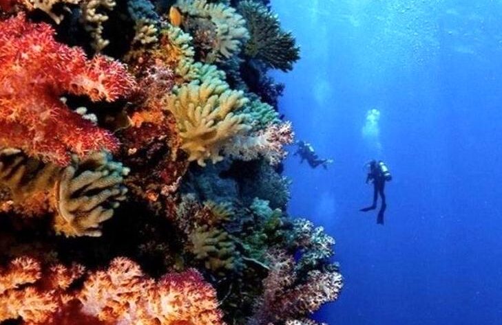 Unveiling the Mysteries of Hastings Reef: Dive into Legend and Marine ...